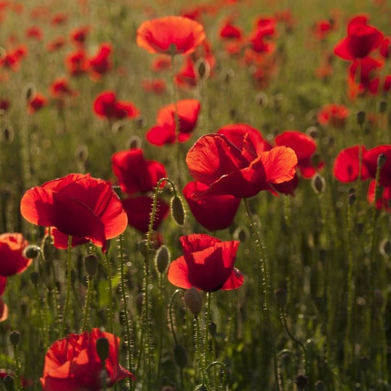 Red Flanders poppies, a field of memories – Camden History Notes