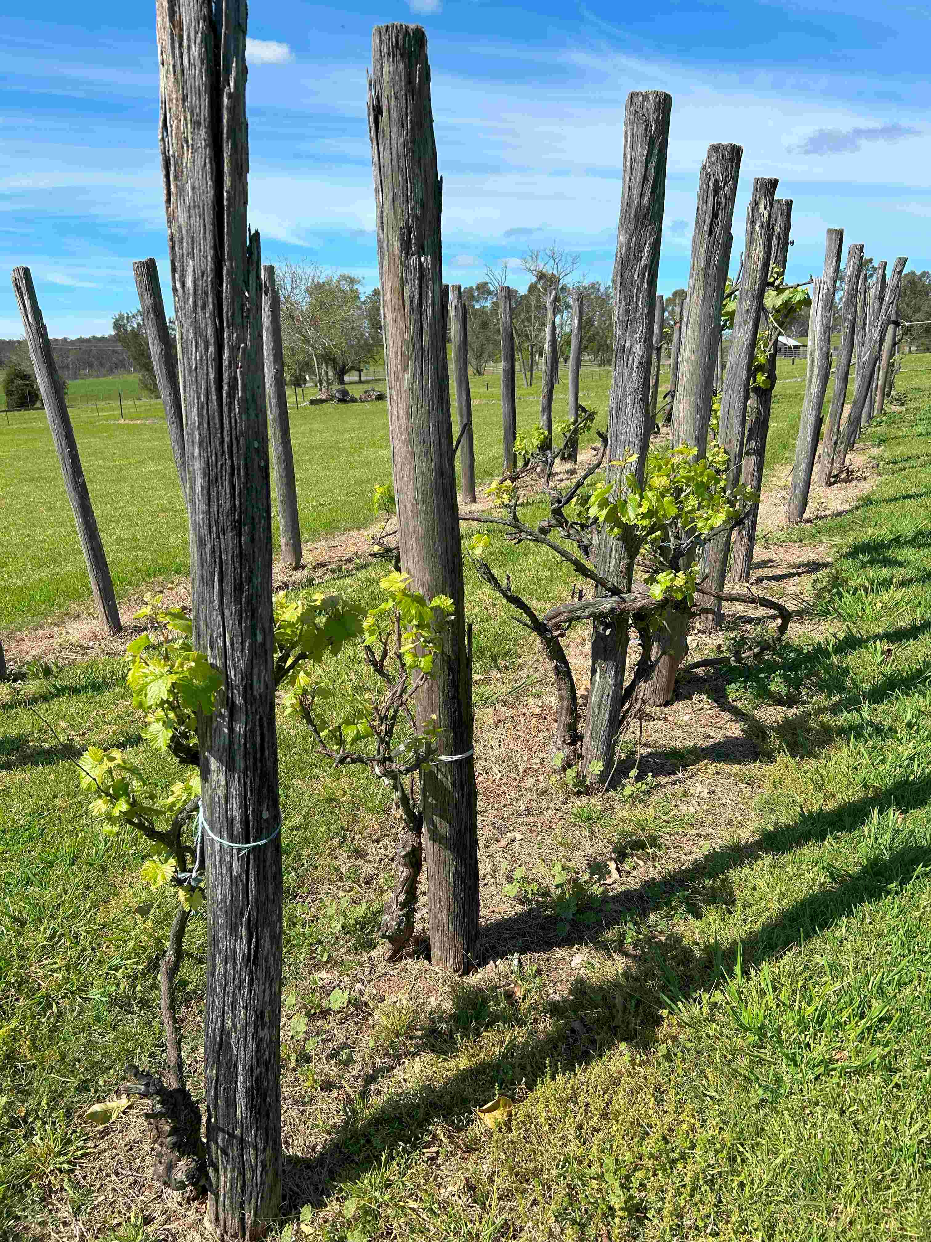 Exploring Belgenny Farm: Australia’s Oldest Farm Complex – Camden ...